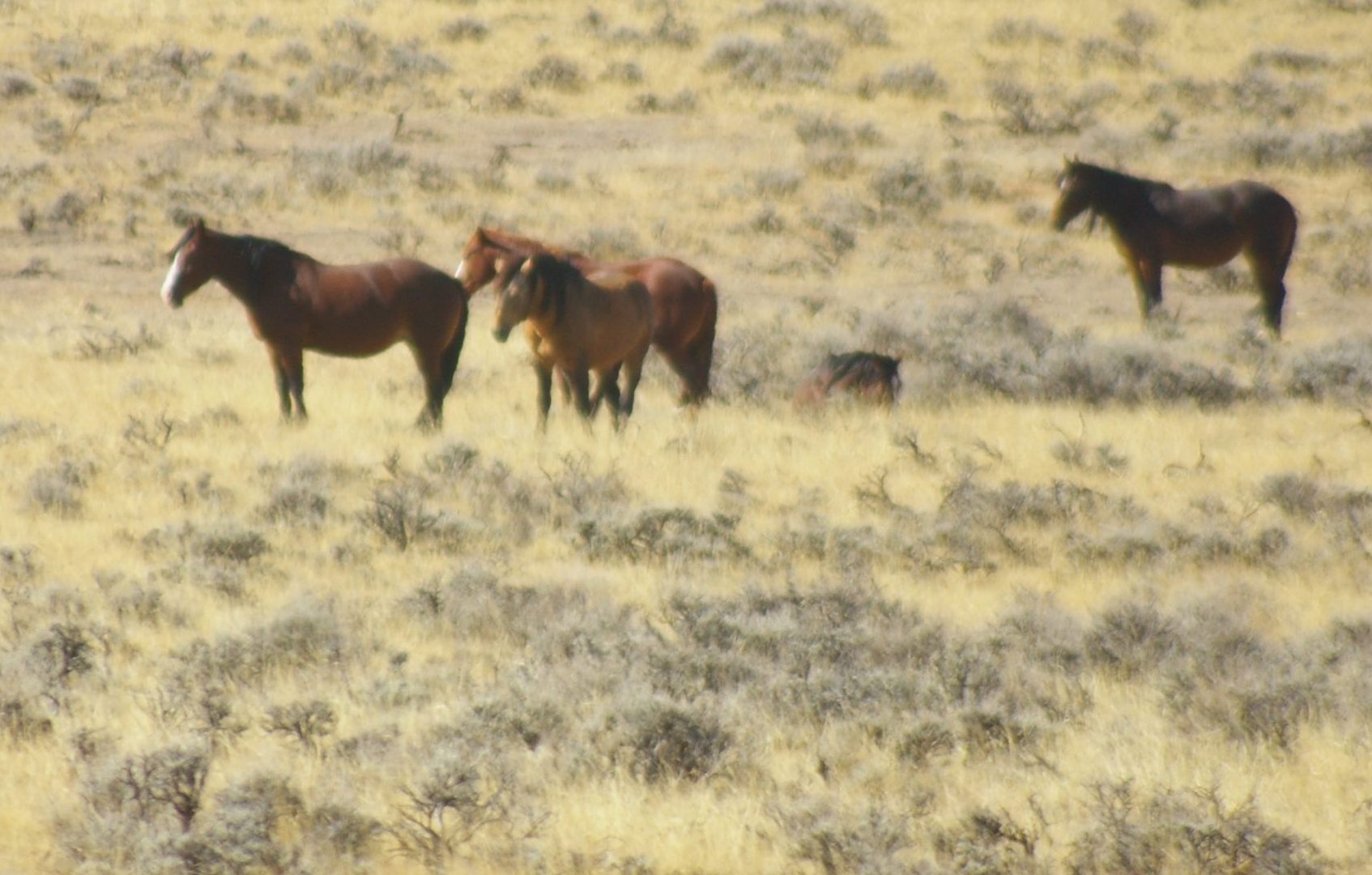 Roaming Wyoming's Plains - WILD MUSTANGS - Jaunting